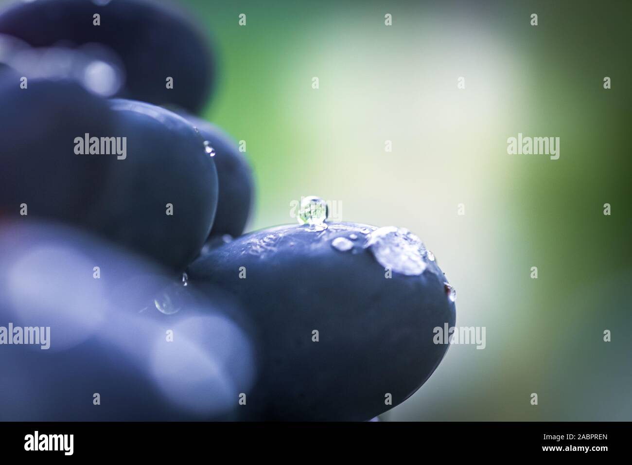 Cabernet black grape, red wine made from such grapes. Cabernet ...