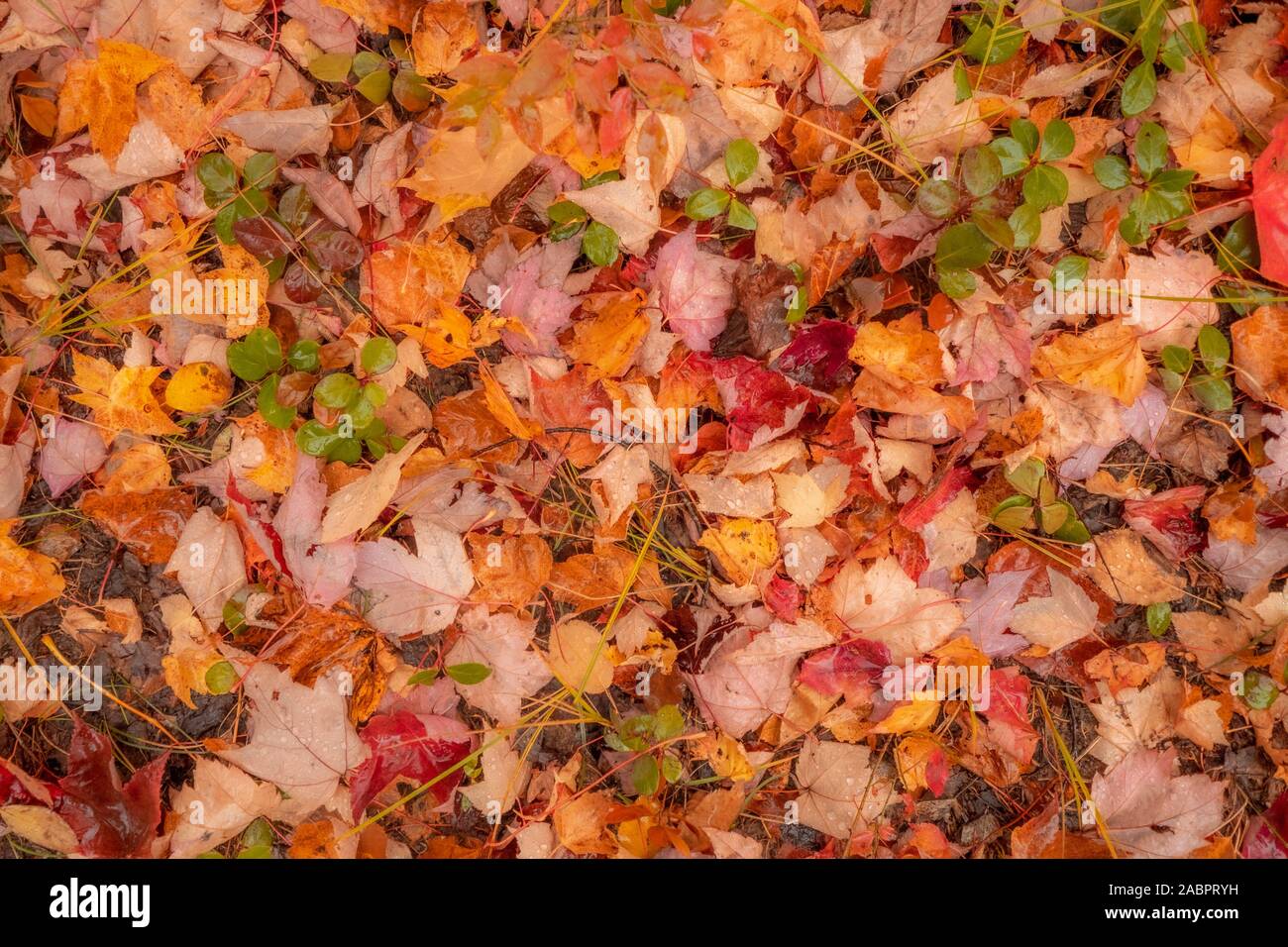 bright colorful rainy autumn leaves background texture Stock Photo - Alamy