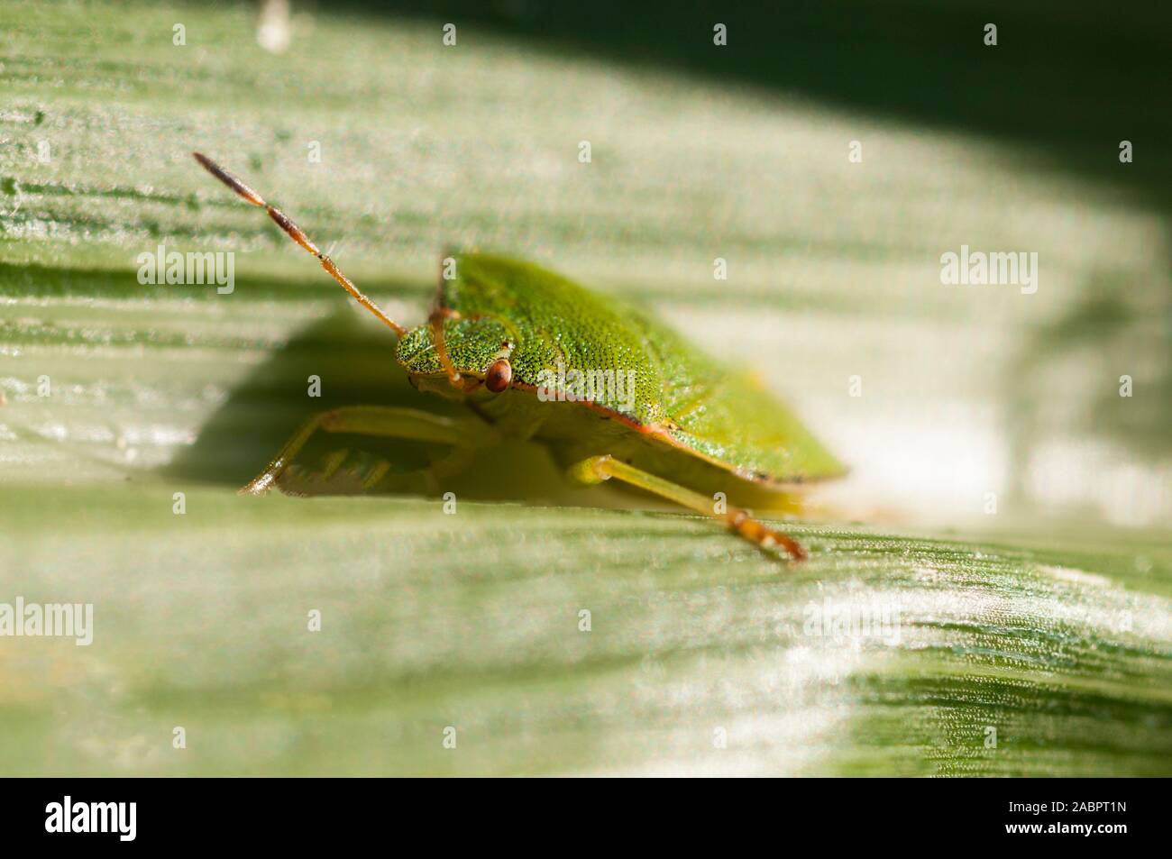Common Green Shield Bug Palomena prasina on leaf of sweet corn in late ...