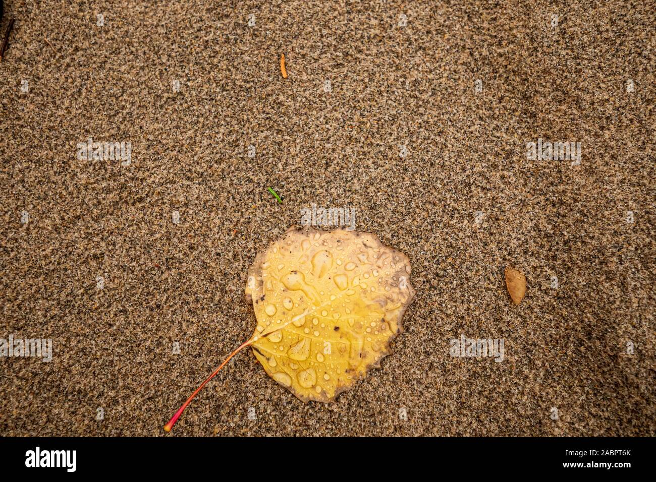 Yellow leaf on sandy beach texture background Stock Photo - Alamy
