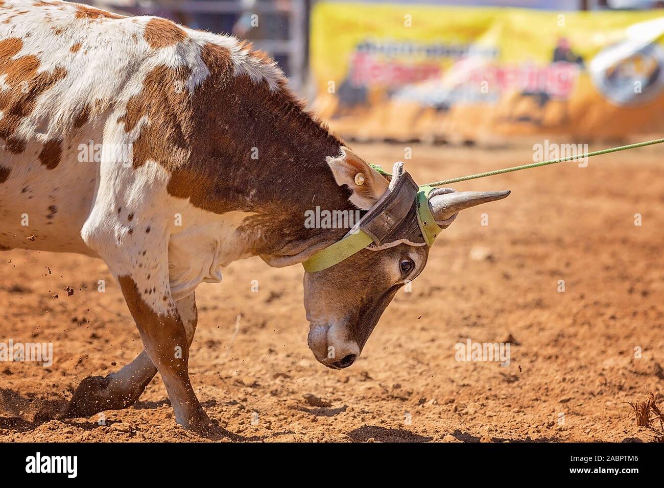 Lassoed hi-res stock photography and images - Alamy