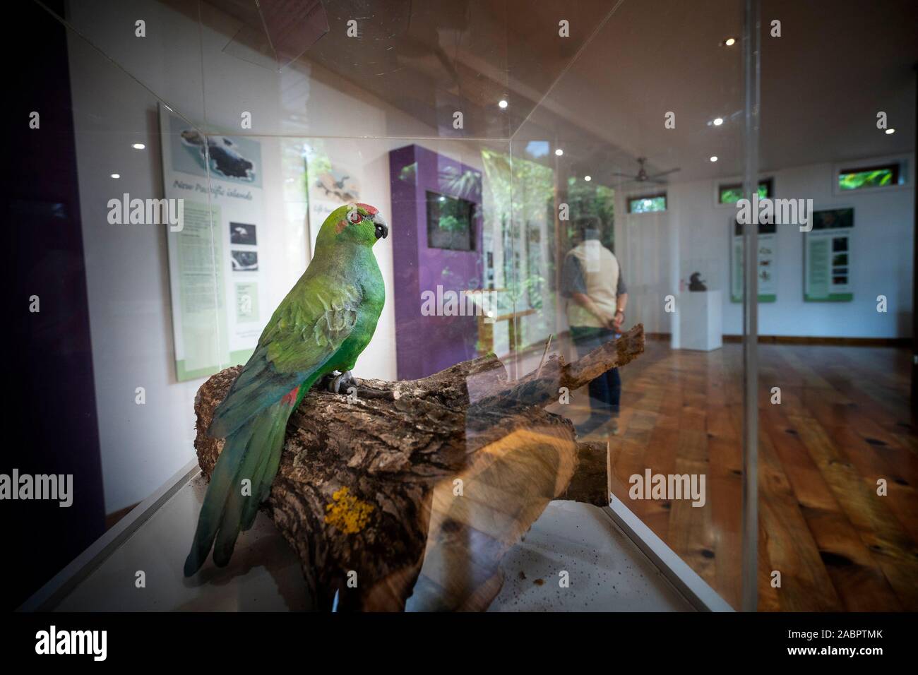 Norfolk island parakeet hi-res stock photography and images - Alamy