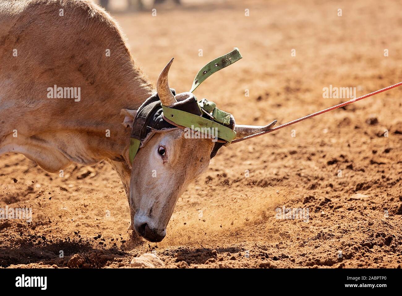 Lassoed hi-res stock photography and images - Alamy