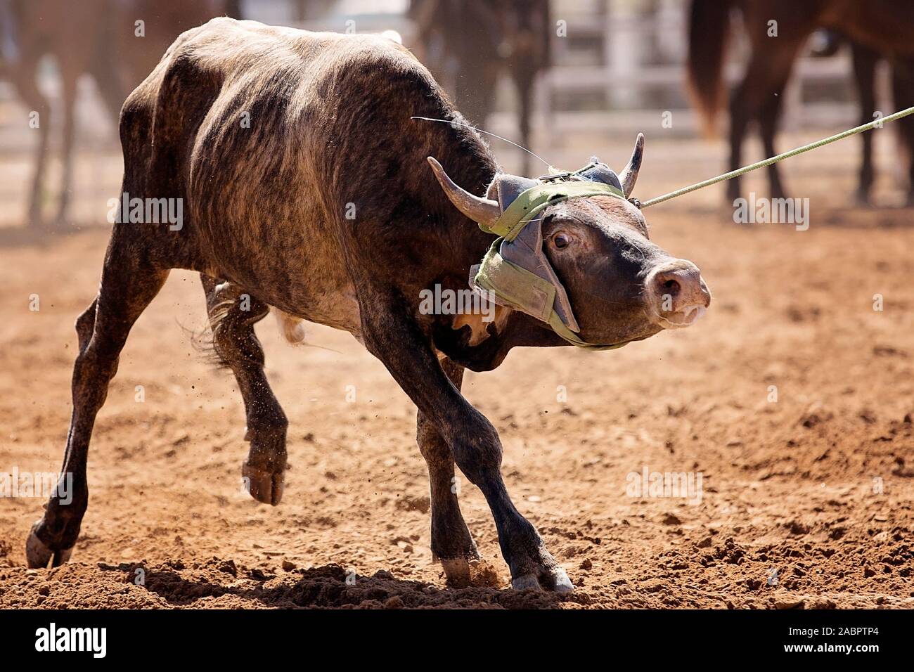 Lassoed hi-res stock photography and images - Alamy