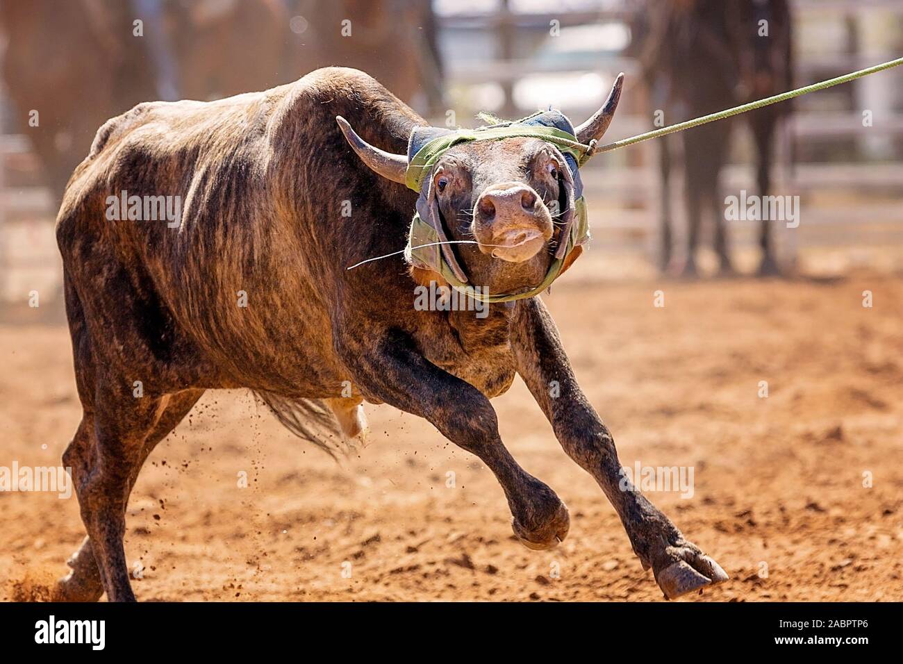 Lassoed hi-res stock photography and images - Alamy