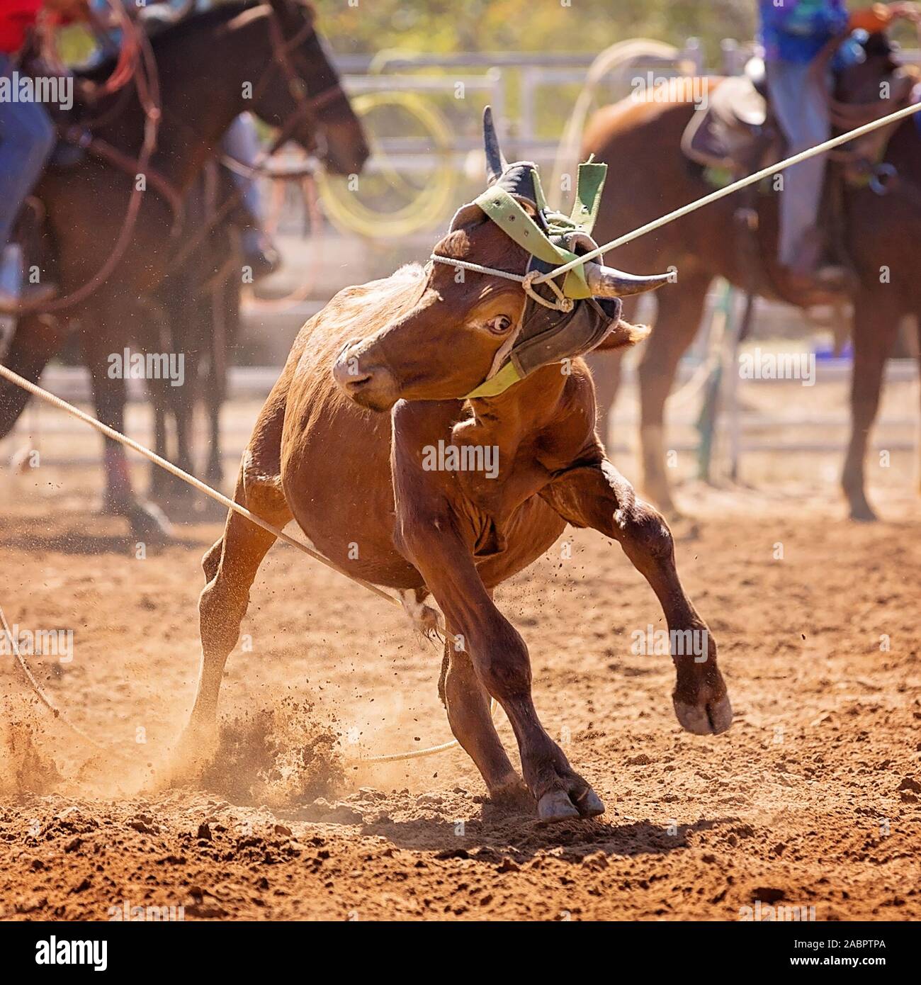 Lassoed hi-res stock photography and images - Alamy