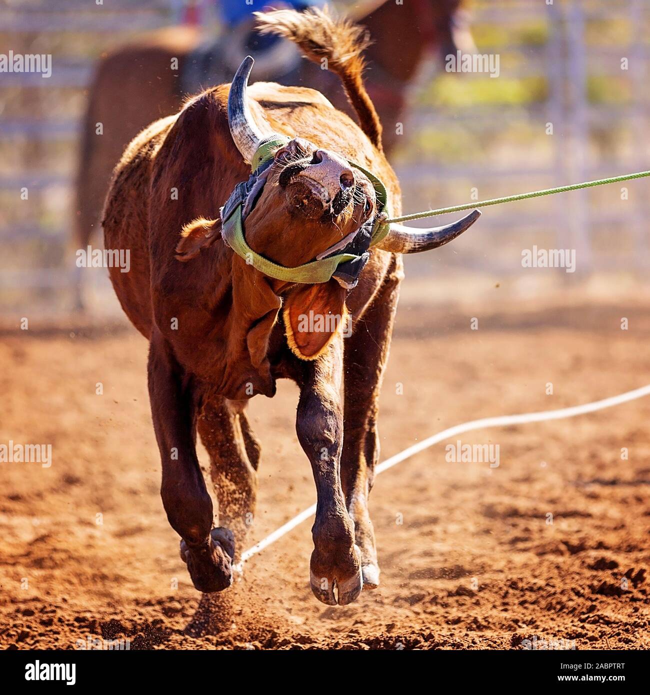 Lassoed hi-res stock photography and images - Alamy