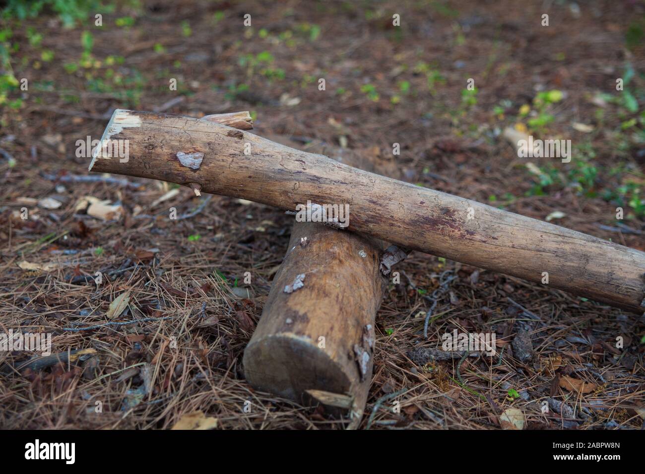 Dry wooden logs cut on the ground Stock Photo - Alamy