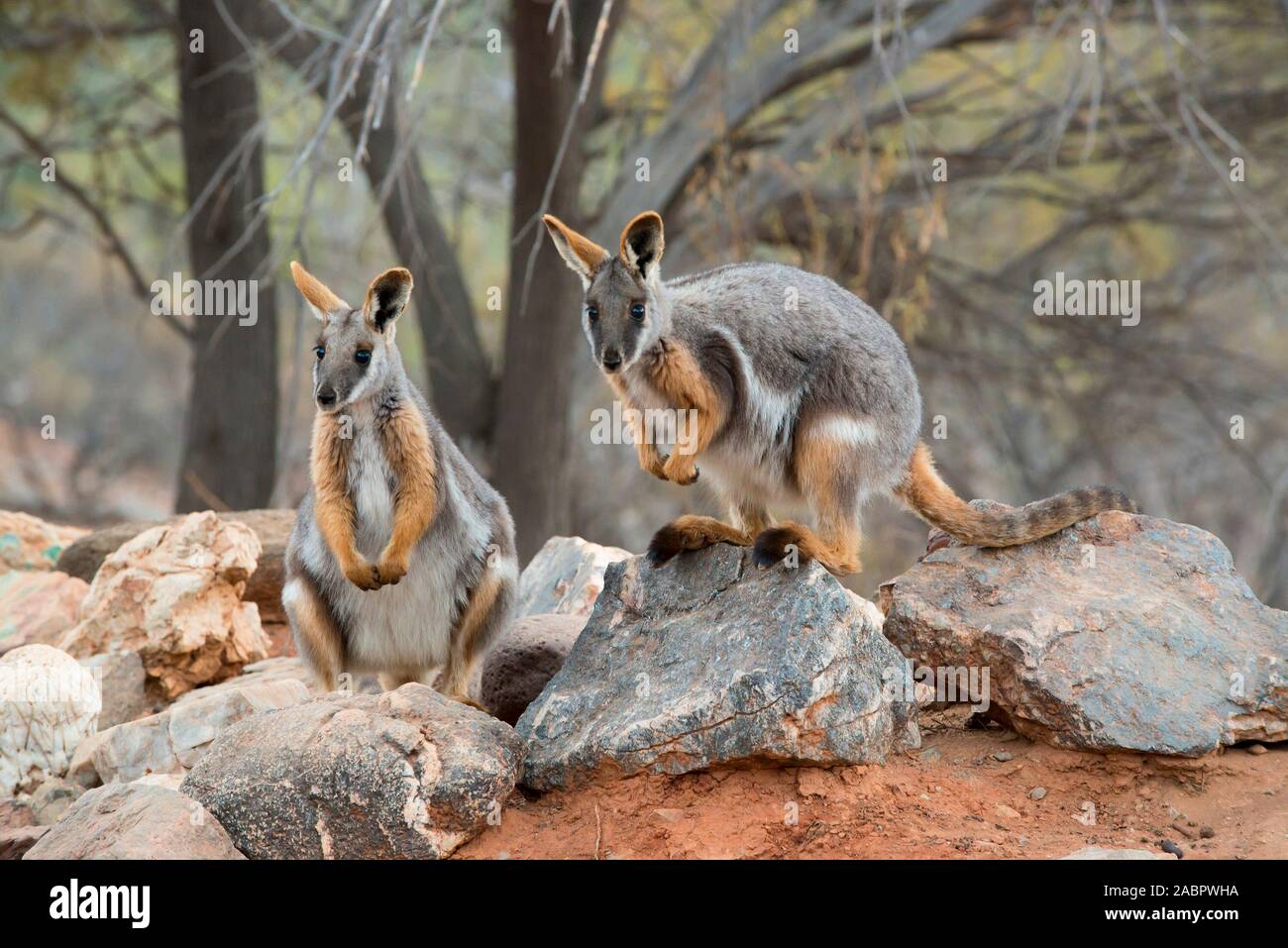 Yellow-footed rock-wallaby (Petrogale xanthopus), pair in rocky habitat ...