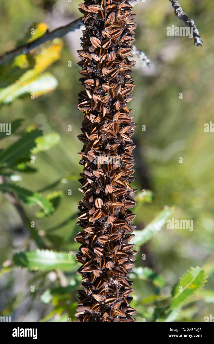 Grasstree hi-res stock photography and images - Alamy