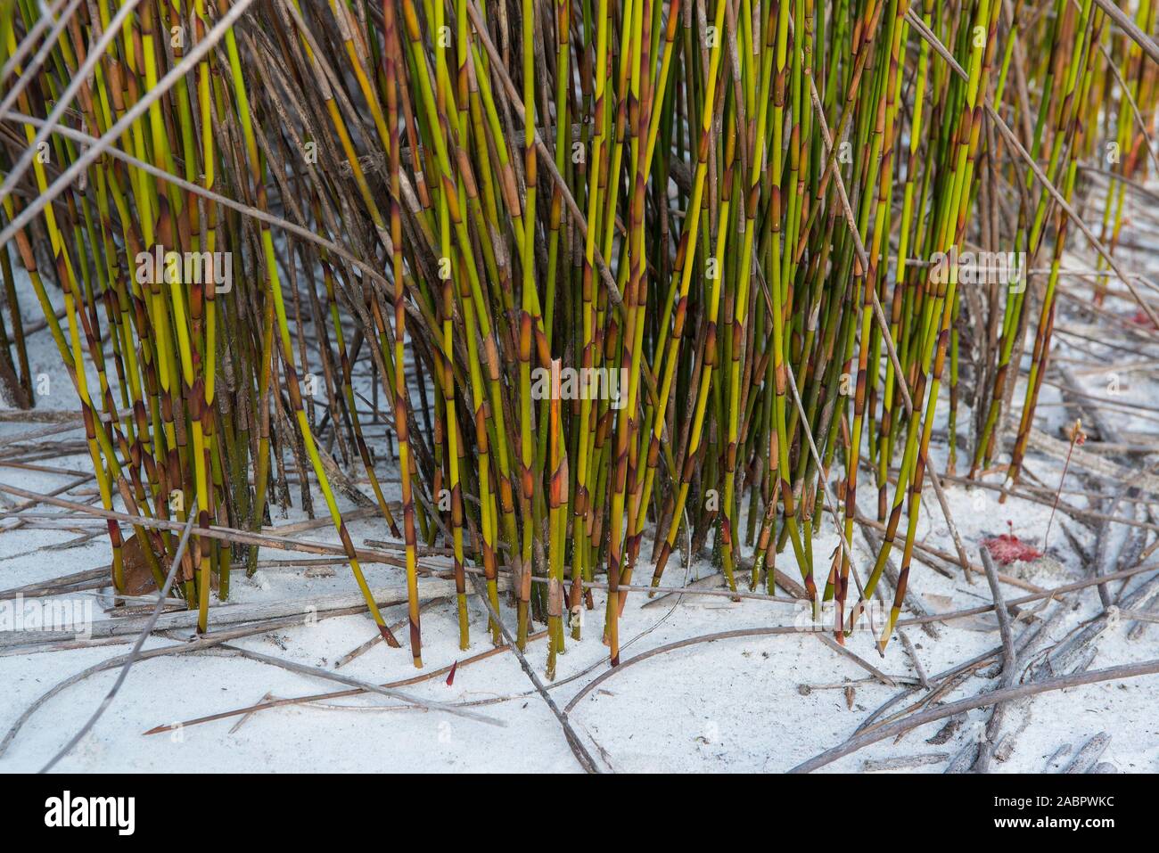 Detail of reeds in Lake Mackenzie (Boorangoora), a perched lake (lies ...