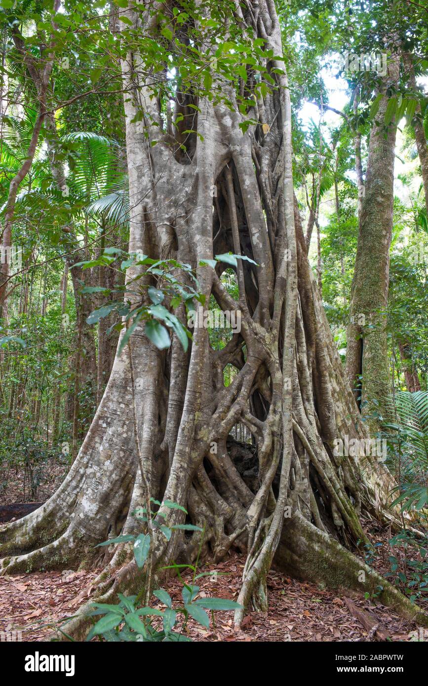Fig tree ficus sp hi-res stock photography and images - Alamy