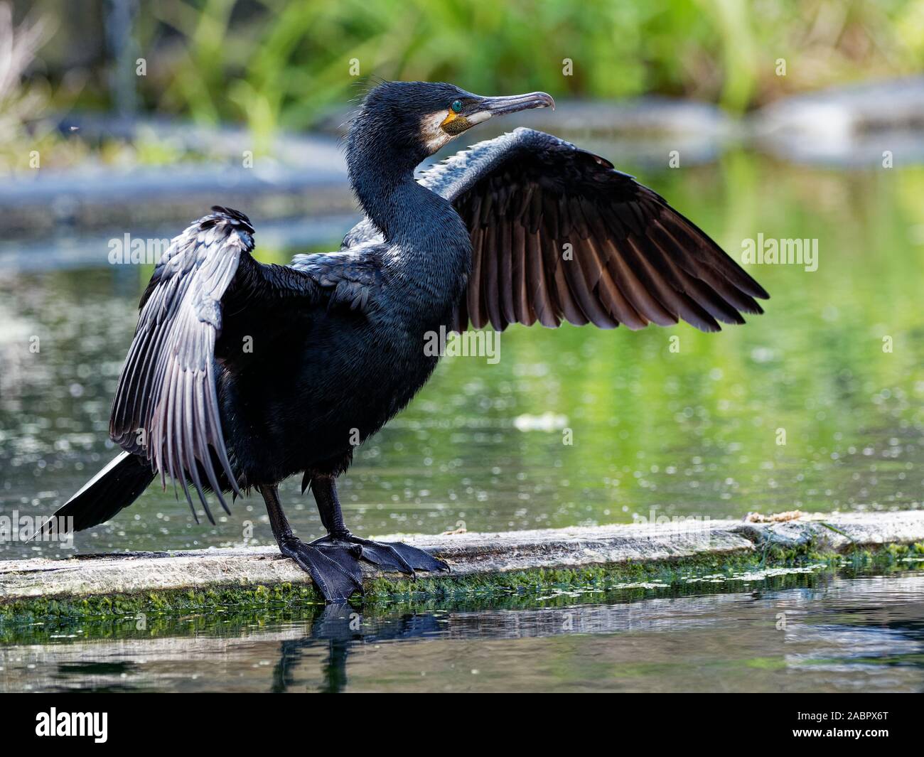 Cormorant with wings spread hi-res stock photography and images - Alamy