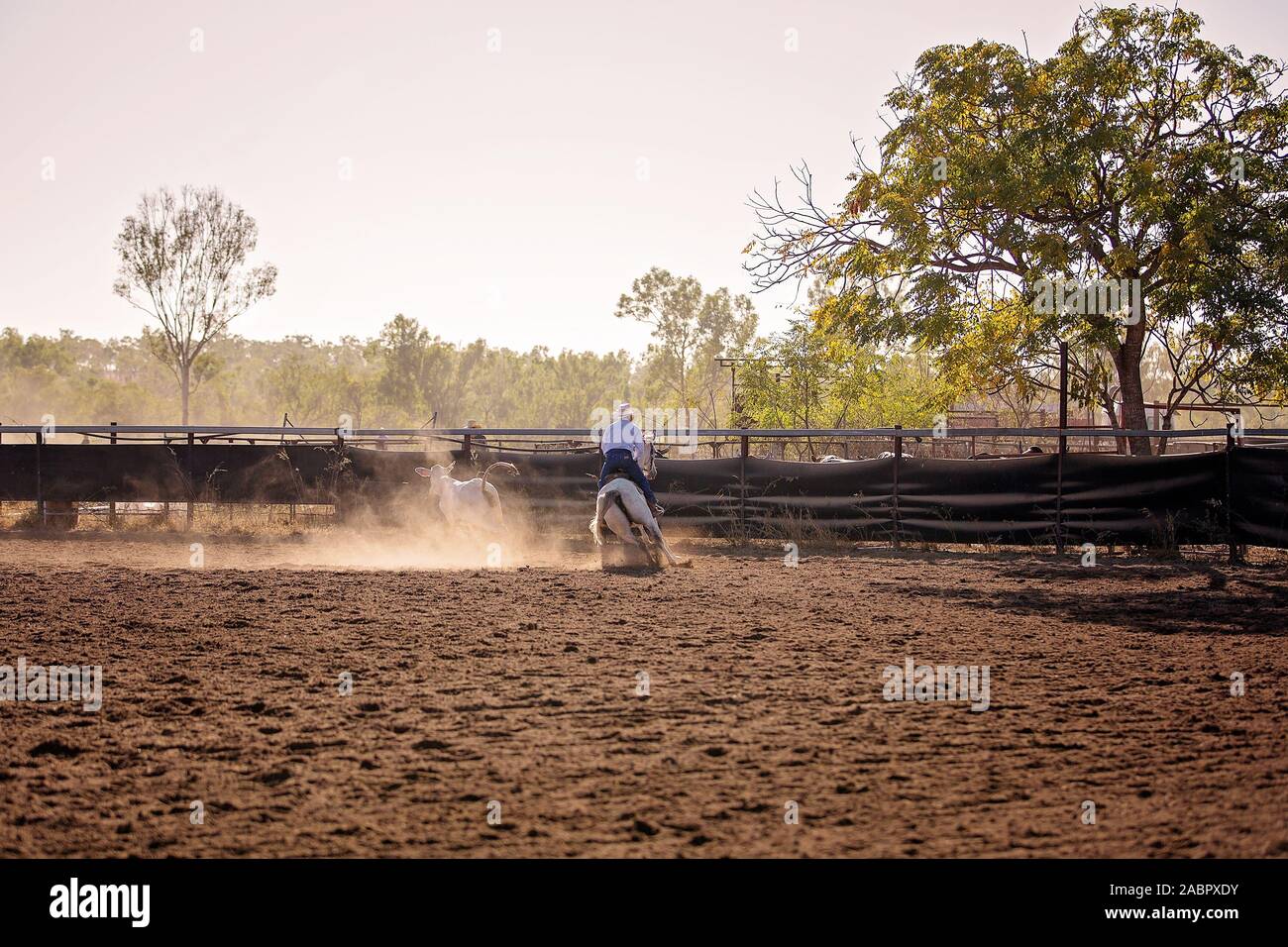 Cowboy riding in campdrafting event in country rodeo, a unique ...