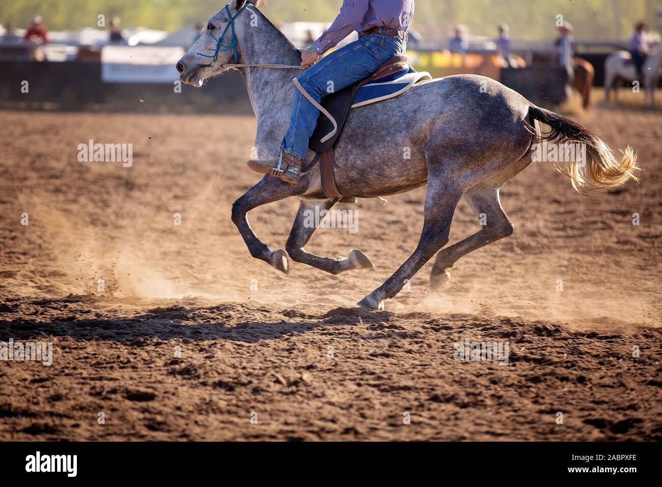 Cowboy riding competing in campdrafting event at a country rodeo, a ...