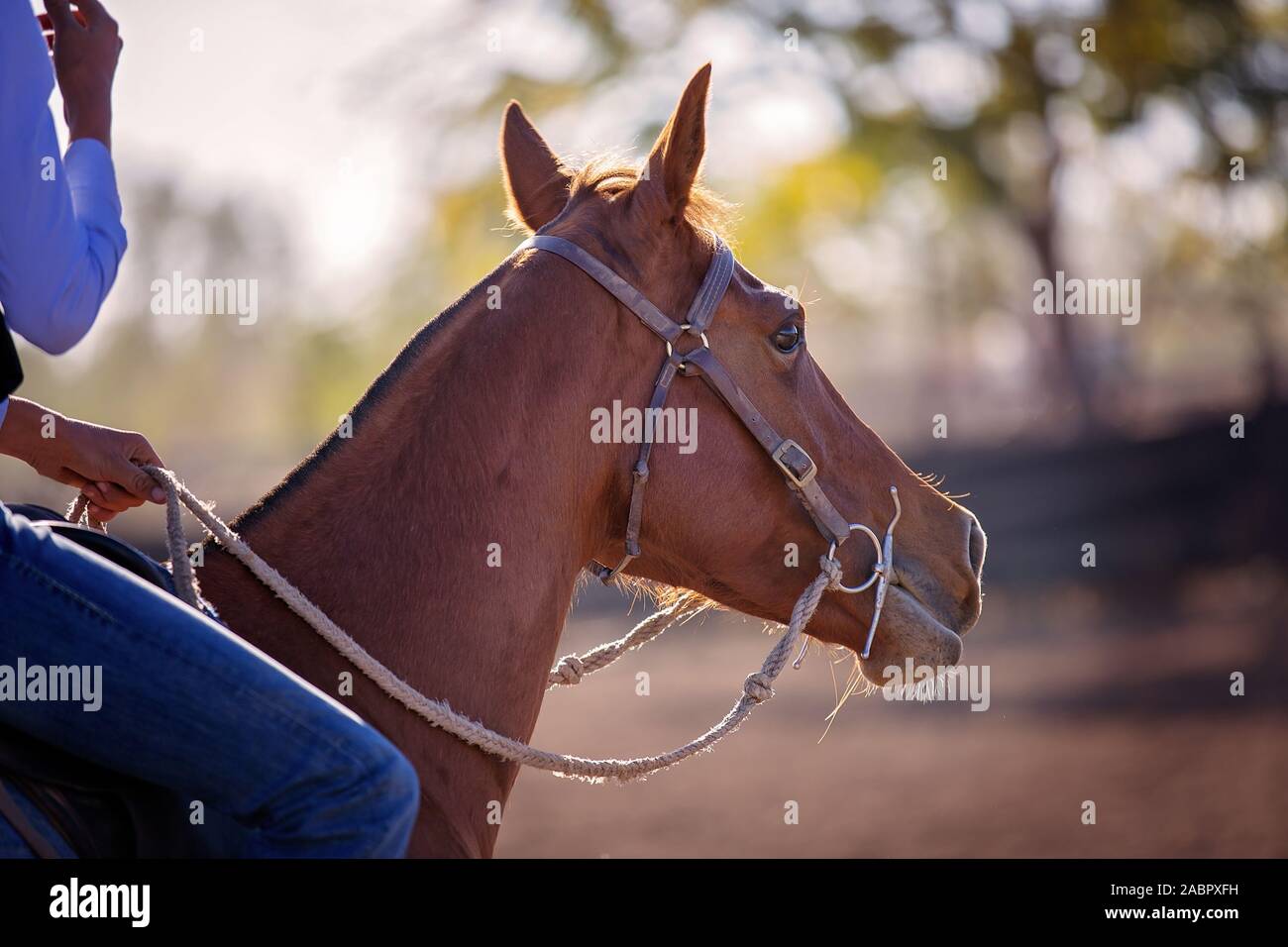 Close up of the head of a horse competing in an outback country rodeo ...