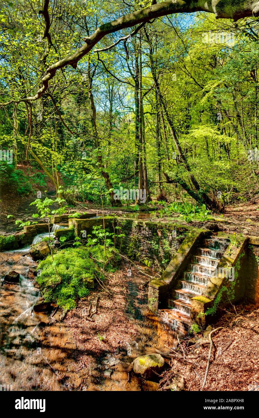 Portrait view of small abandoned dam in Limb Valley, ancient woodland ...
