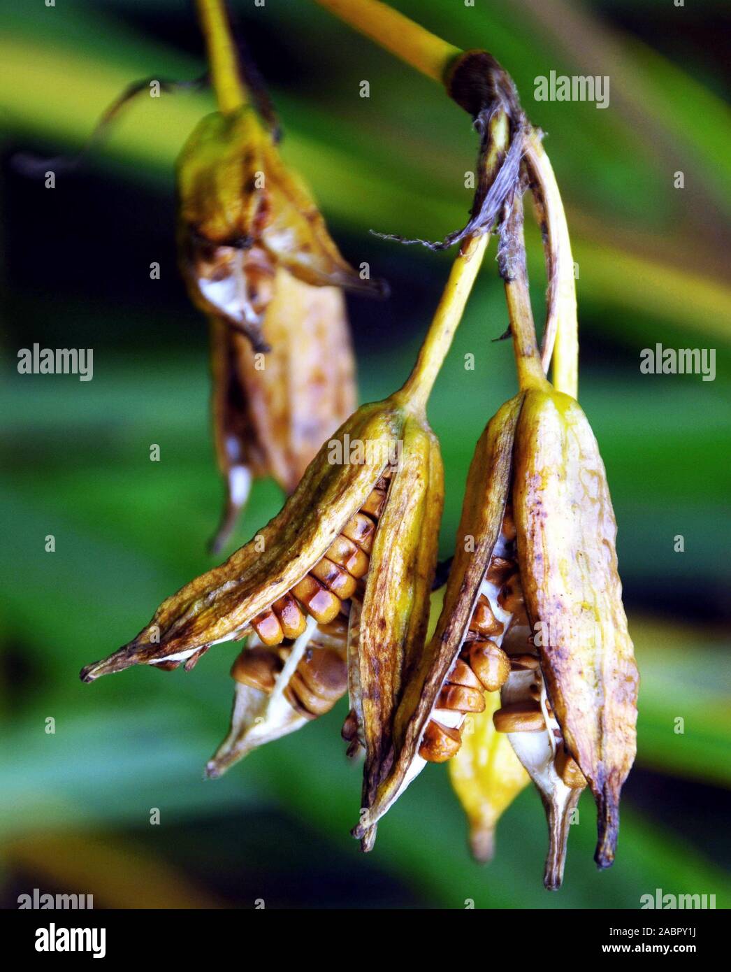 Bronzed shiny seeds hi-res stock photography and images - Alamy