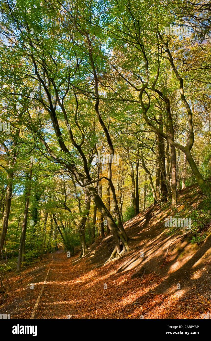 Path through woodland in Limb Valley, ancient woodland near Sheffield ...