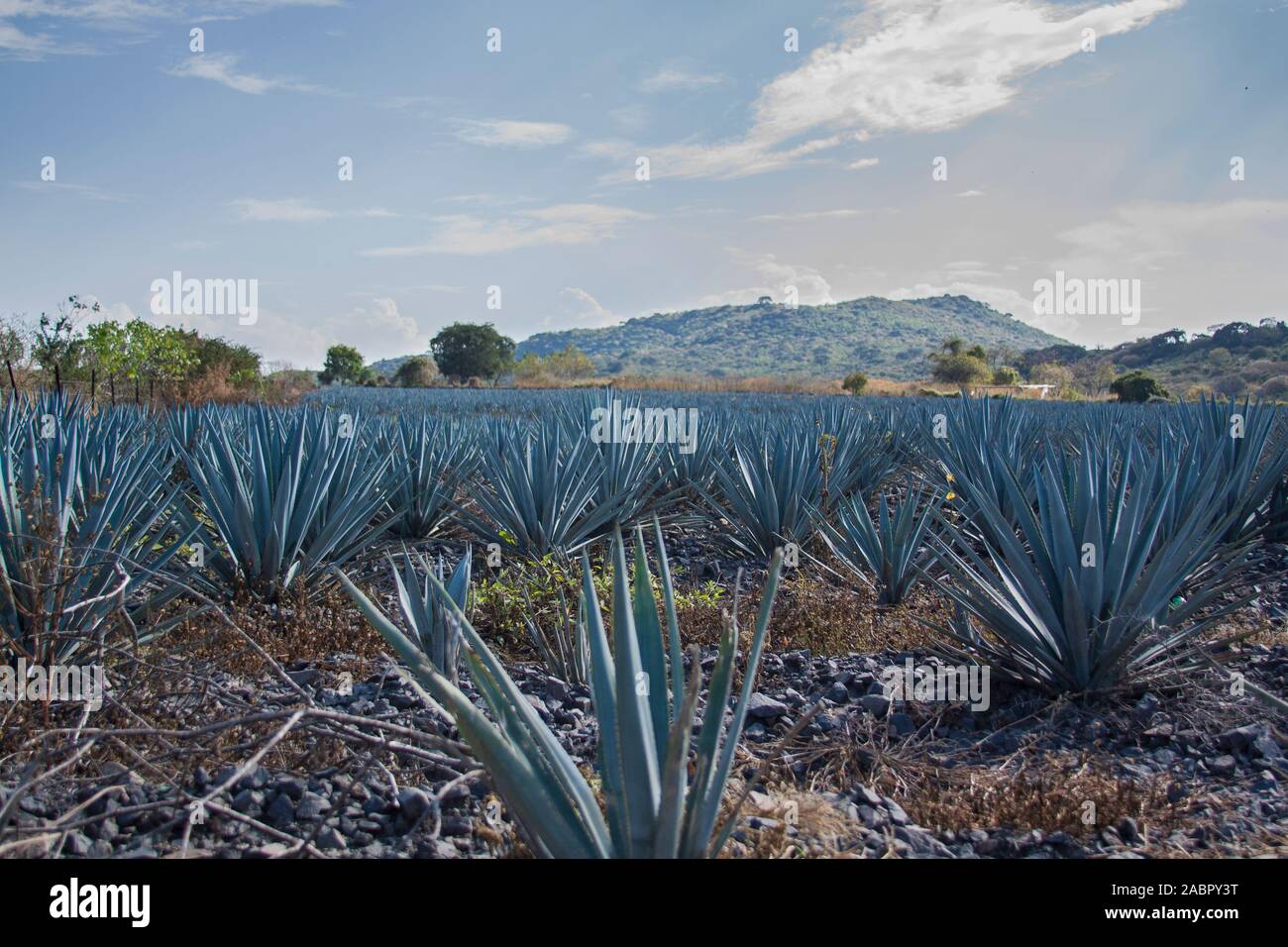Agave fields in Jalisco, Mexico Stock Photo - Alamy
