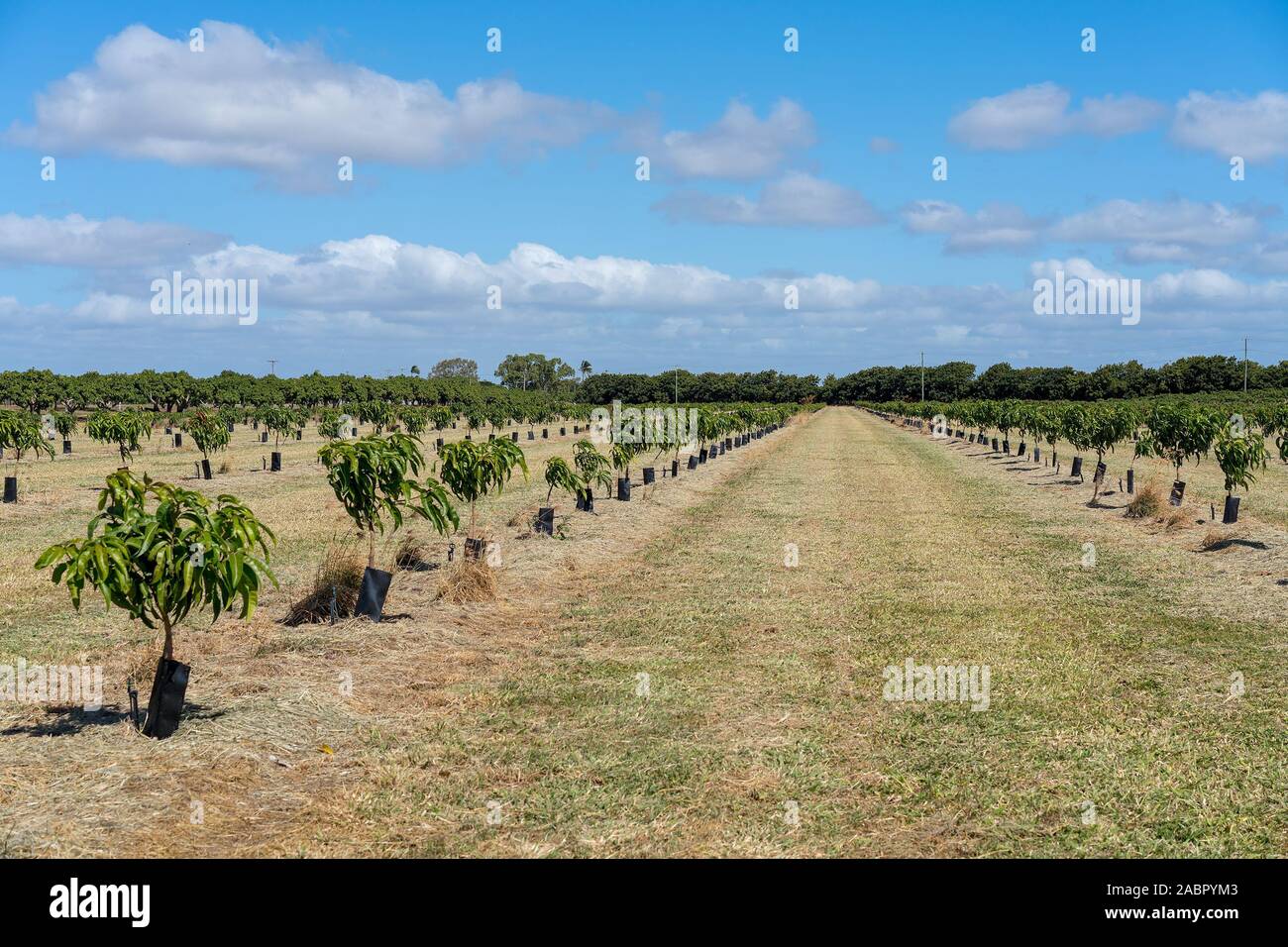 Rows of young mango trees on an Australian plantation, with mature ...