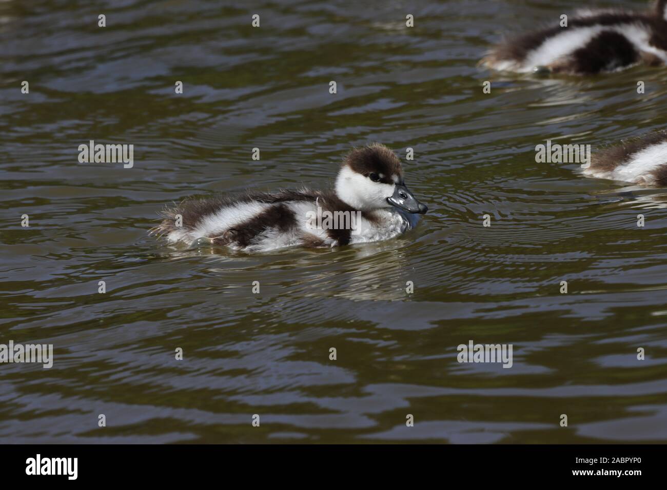 Paradise shelduck hi-res stock photography and images - Alamy