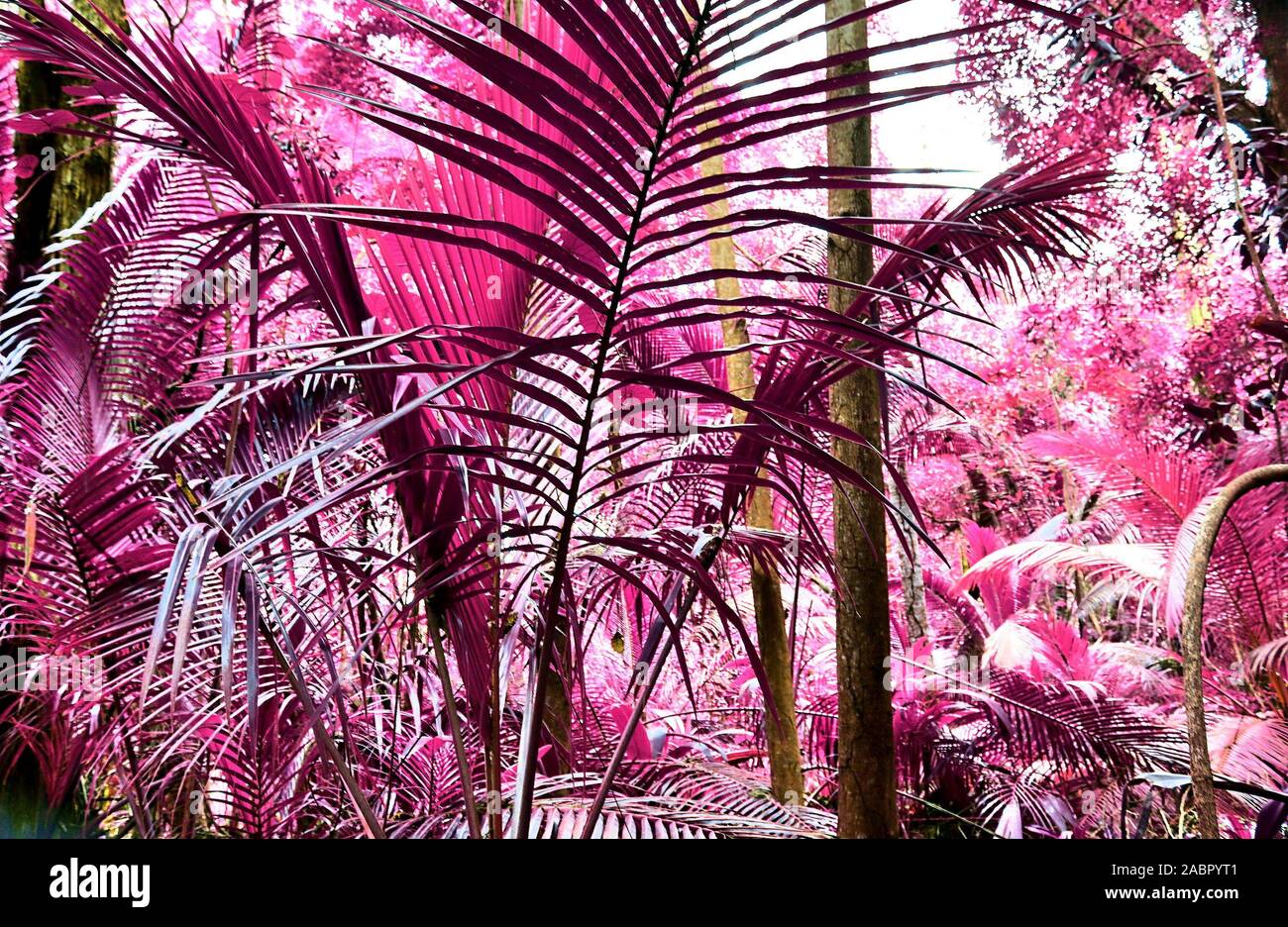 Beautiful fantasy infrared shots of palm trees on the seychelles ...