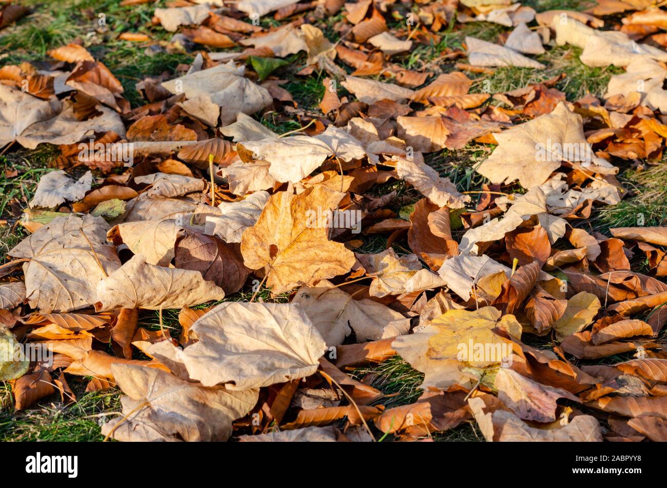 Colorful and bright background made of fallen autumn leaves . Top view ...