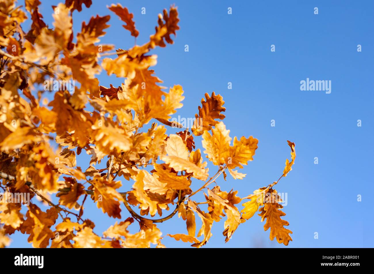 Autumn park background. Rusty trees leaves against blue sky Stock Photo ...