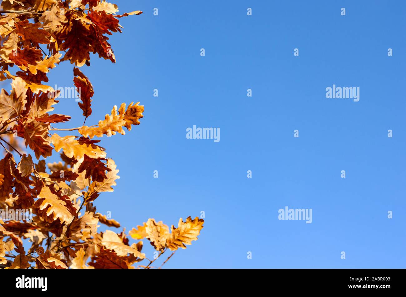 Wonderful autumn background with yellow trees and sun. Colorful foliage ...