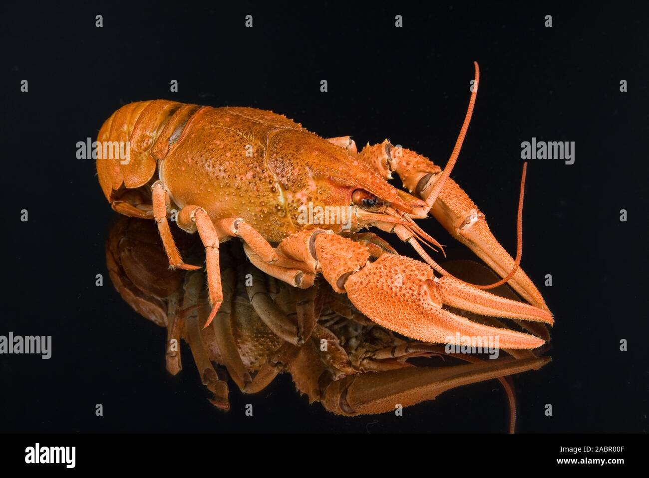 Crawfish on a studio background Stock Photo - Alamy