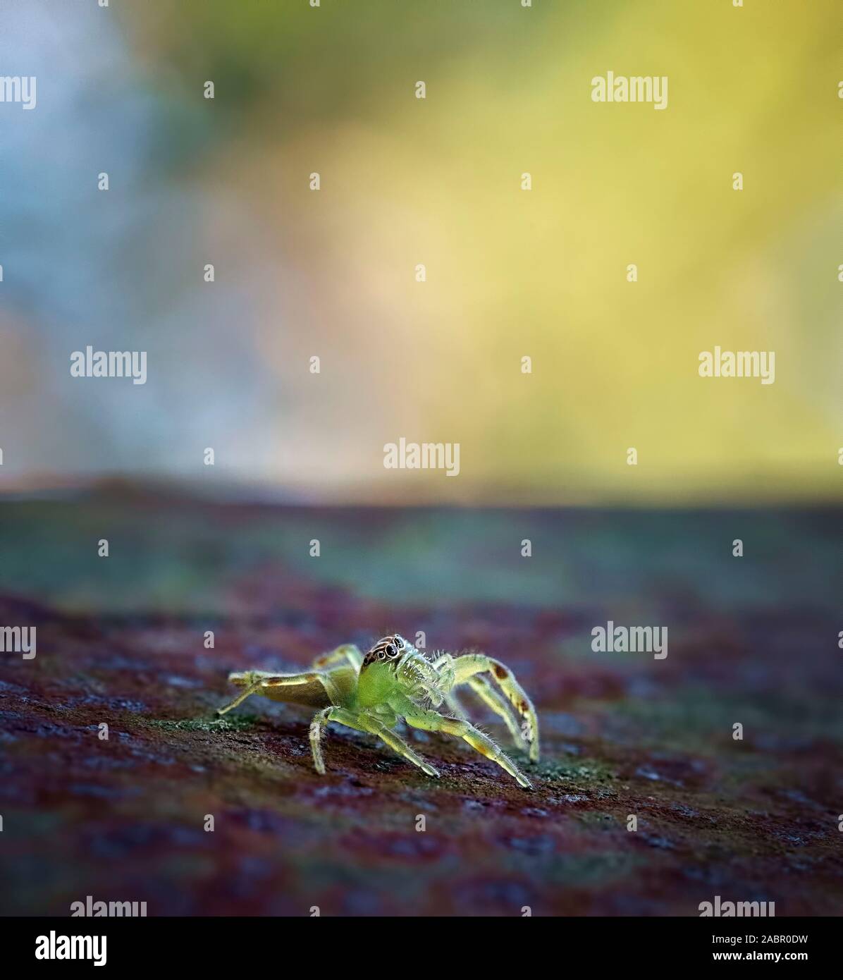 Money spider hi-res stock photography and images - Alamy