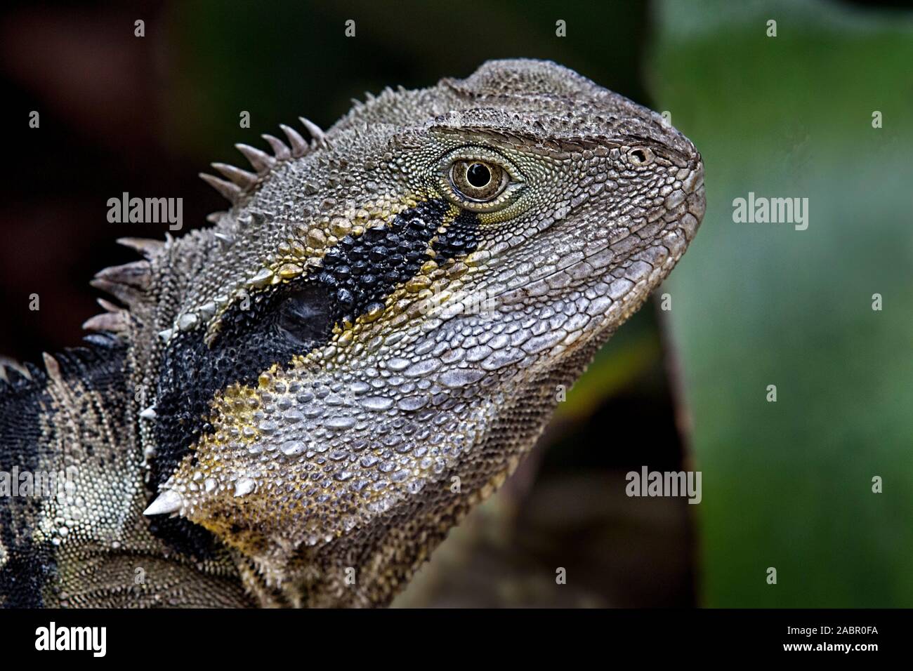 Bearded water dragon hi-res stock photography and images - Alamy