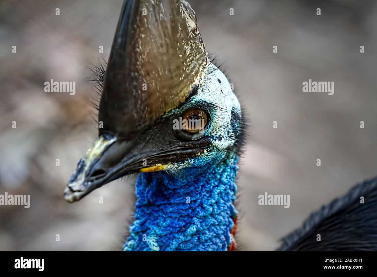 A close up of the face of a cassowary bird Stock Photo - Alamy