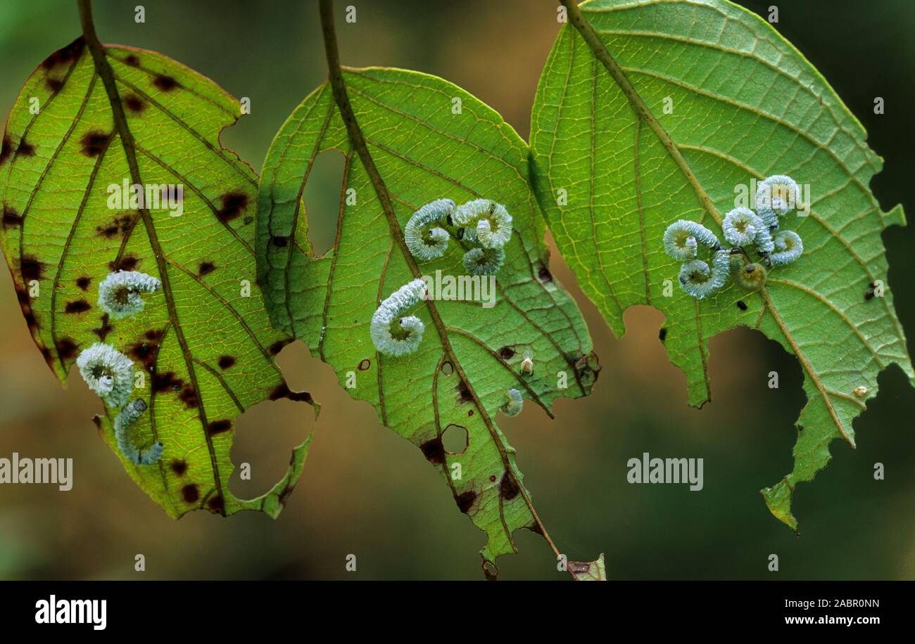 The larvae of the dogwood sawfly (Macremphytus tarsatus) are often ...