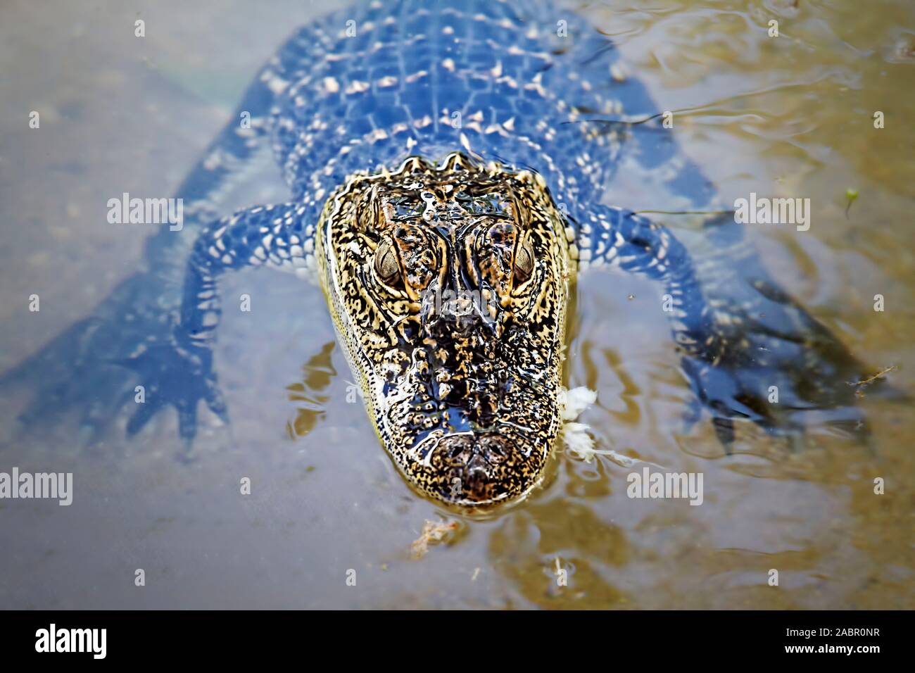 Alligator armor hi-res stock photography and images - Alamy
