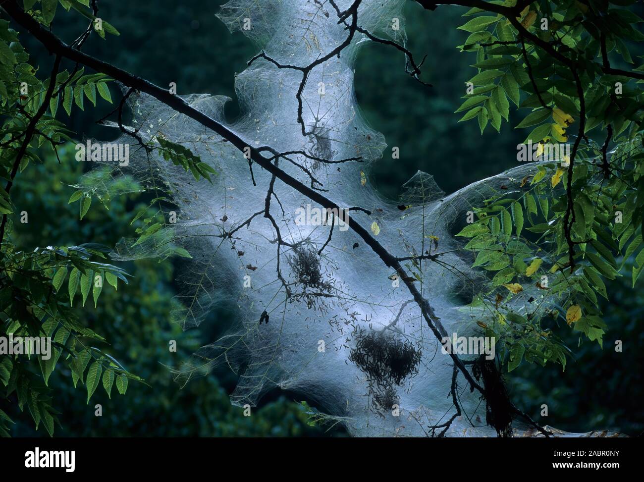 The large nests of the fall webworm (Hyphantria cunea) are often ...