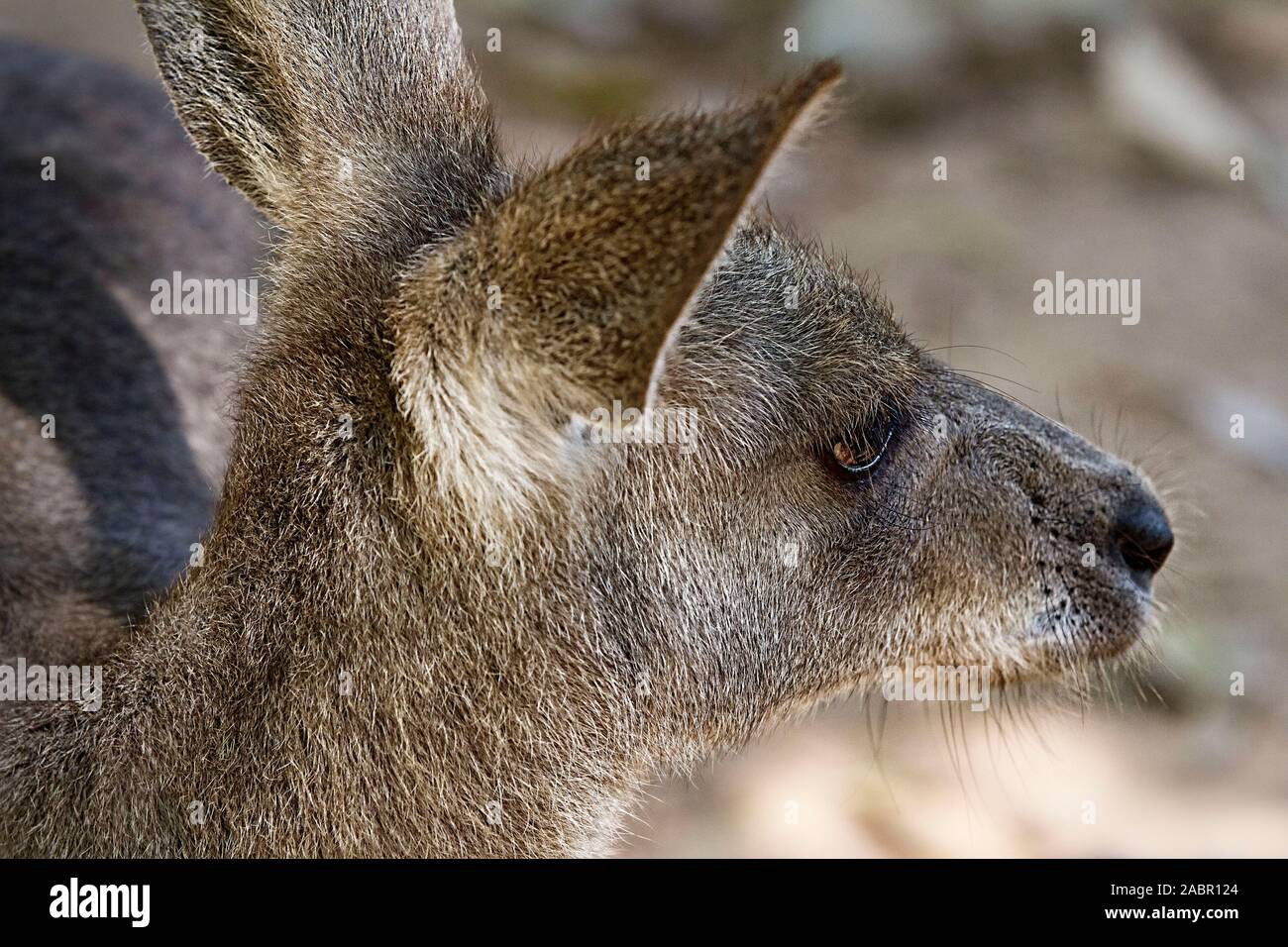 The face of a kangaroo, an native animal unique to Australia Stock ...