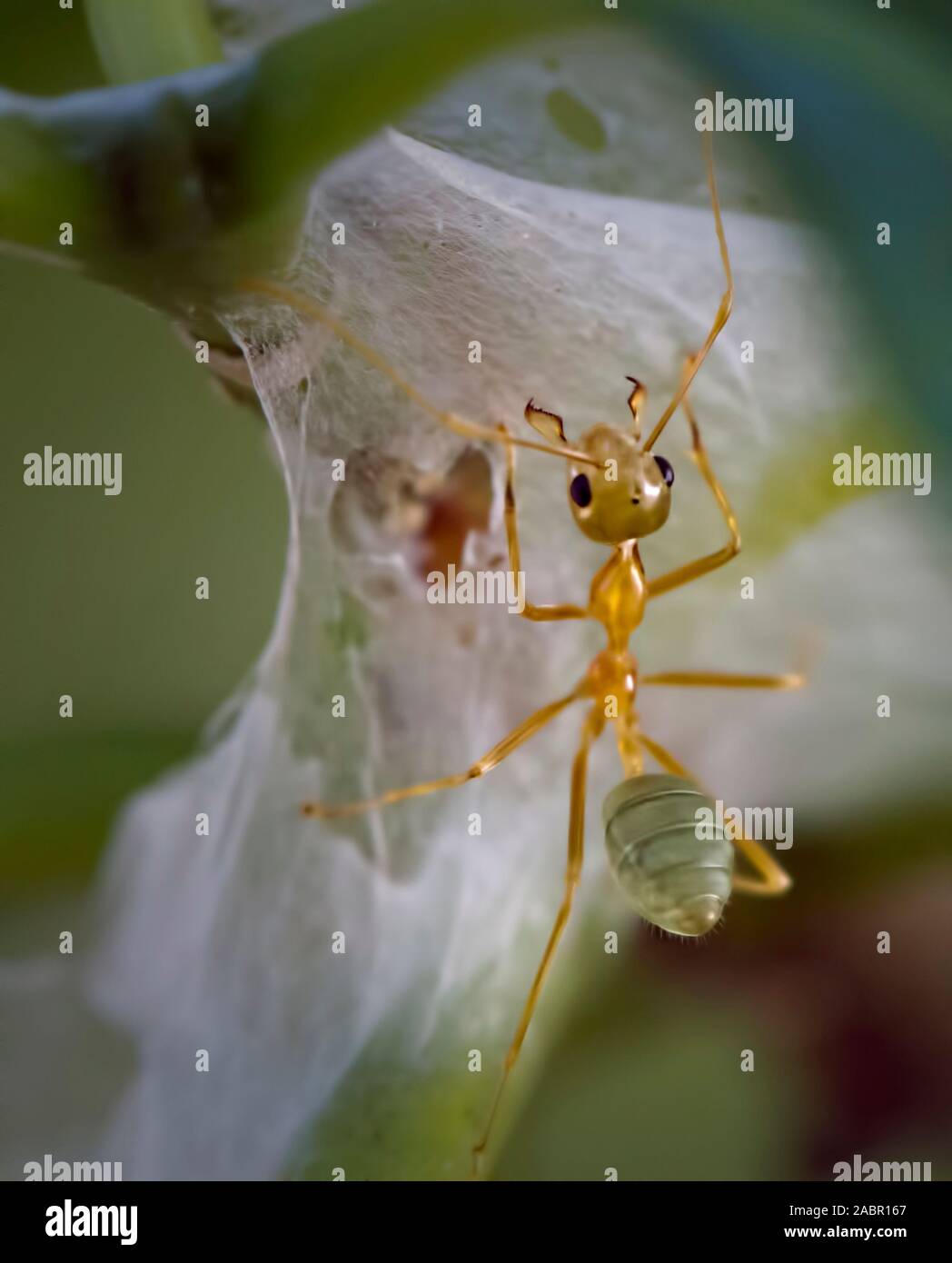Australian ant nest hi-res stock photography and images - Alamy
