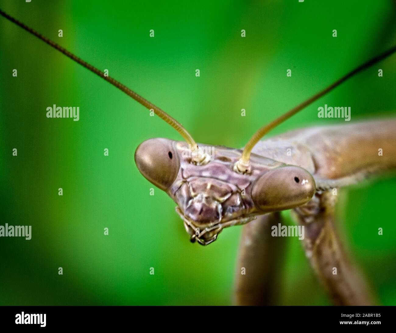 Close up of a stalking praying mantis, isolated on a green background ...