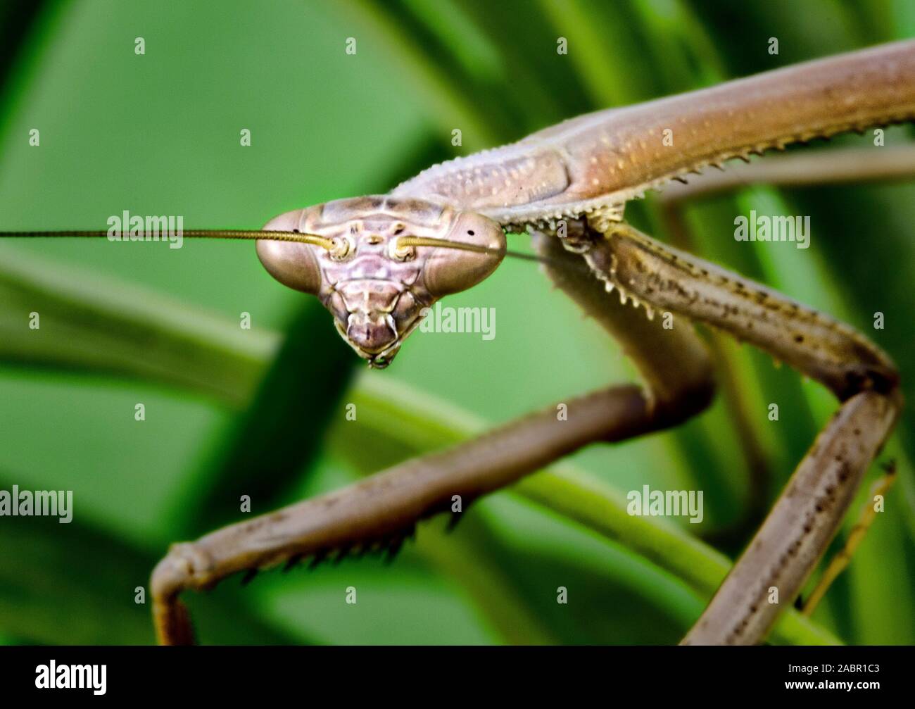 Close up of a stalking praying mantis hunting amongst the leaves ...