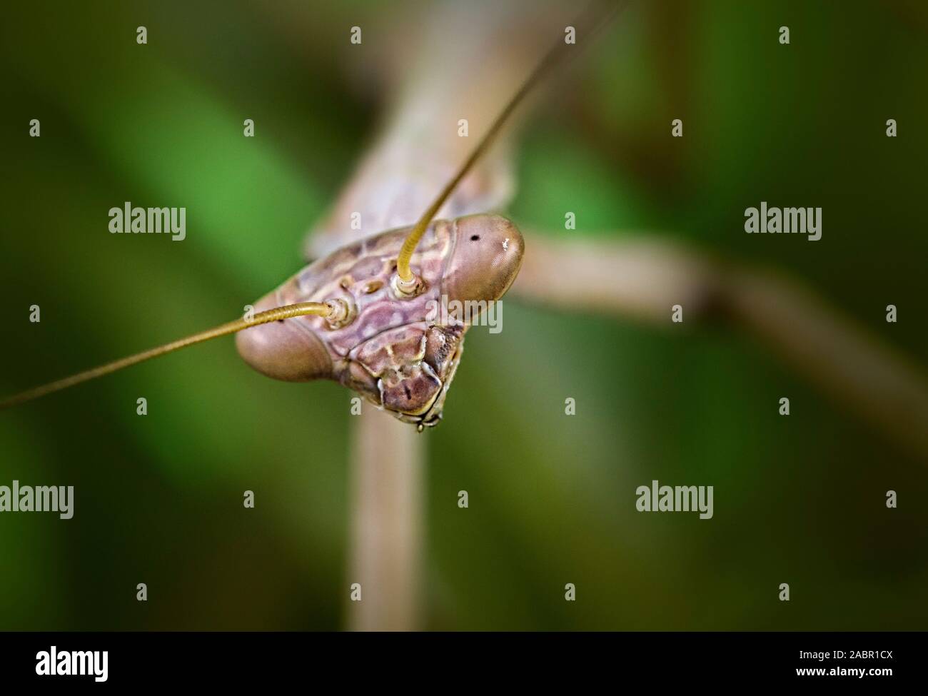 Praying Mantis Wings High Resolution Stock Photography and Images - Alamy