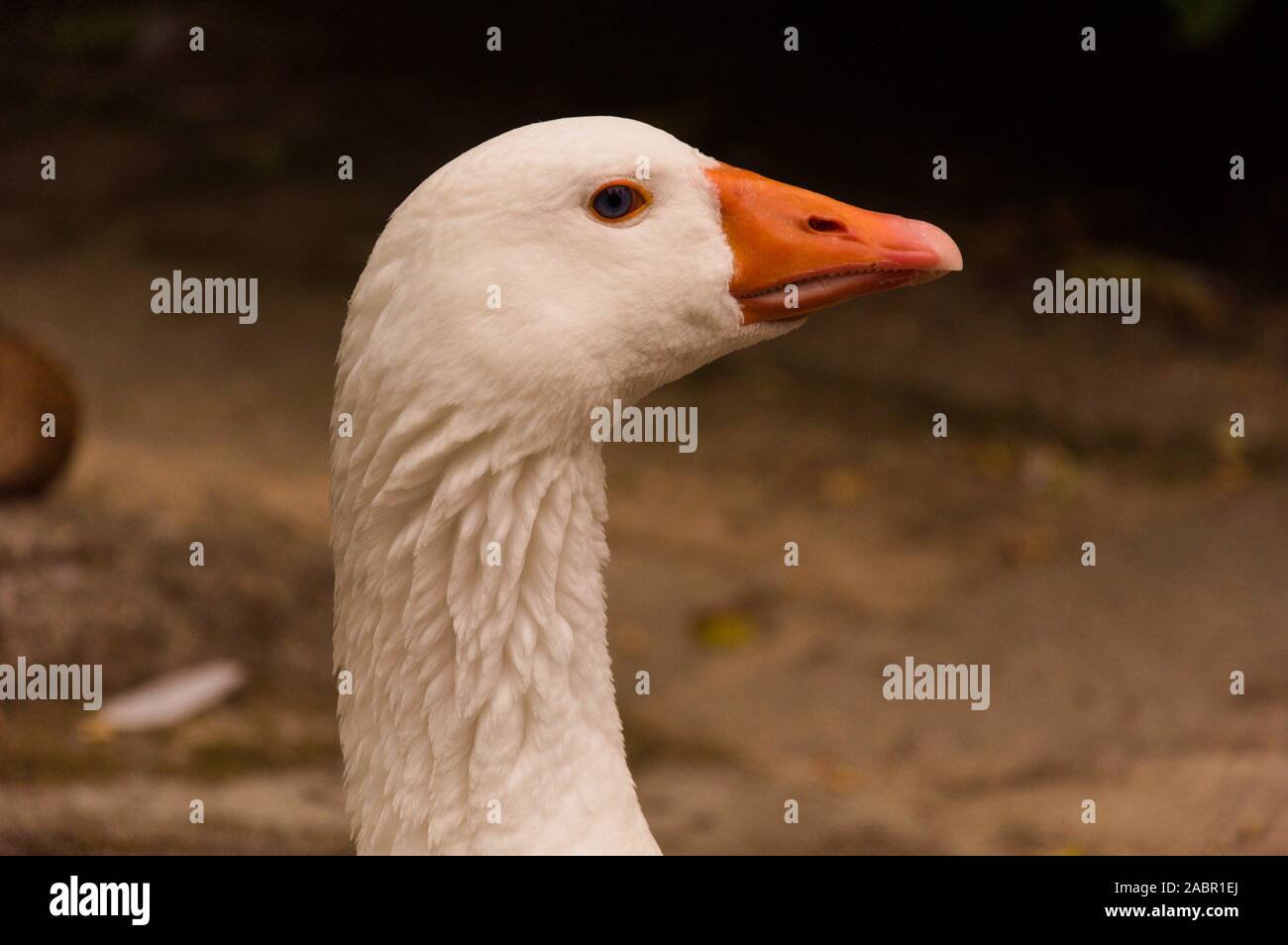 Close up of a white goose Stock Photo - Alamy