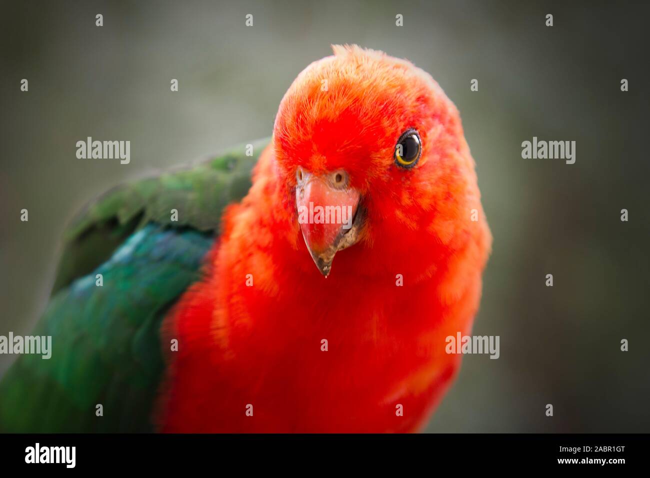 Portrait of a king parrot hi-res stock photography and images - Alamy