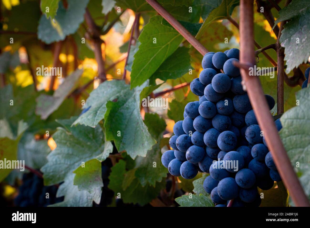 Vineyard oregon hi-res stock photography and images - Alamy