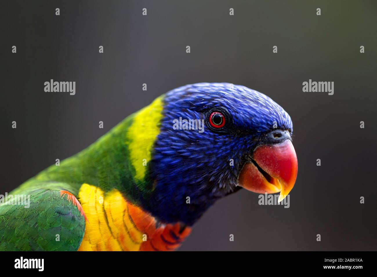 A vibrantly colored Australian rainbow parrot isolated on a blurred ...