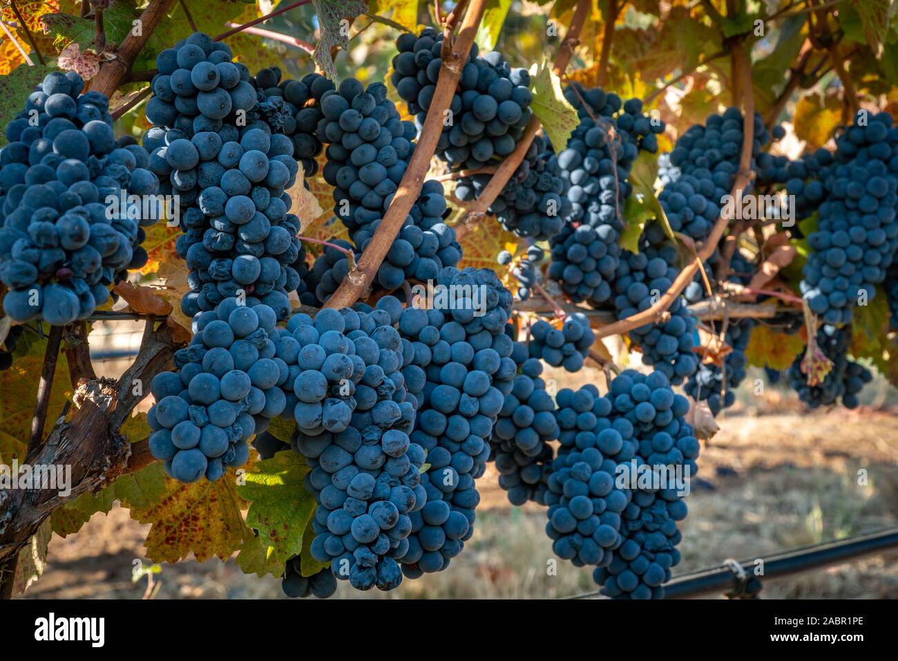 Planting of vines hi-res stock photography and images - Alamy