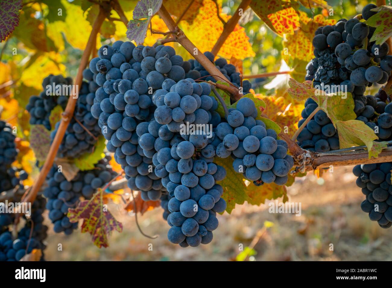 Planting of grapevines hi-res stock photography and images - Alamy