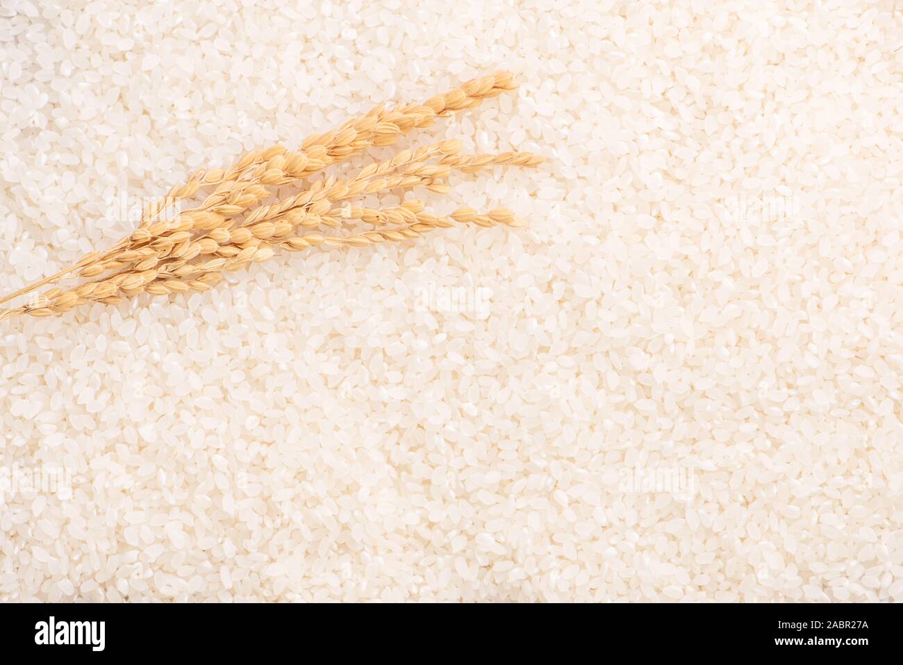 Raw white polished milled edible rice crop on white background in brown ...