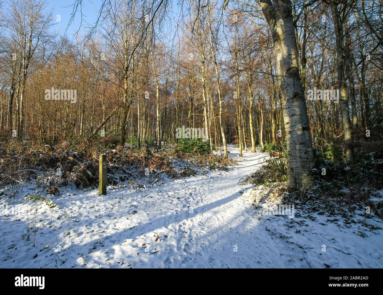 A forest path in winter with snow lying on the ground between trees ...